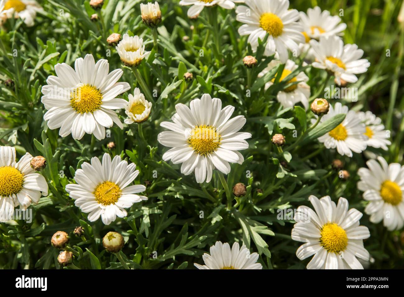 Marguerite daisy flowers closeup as floral background Stock Photo - Alamy