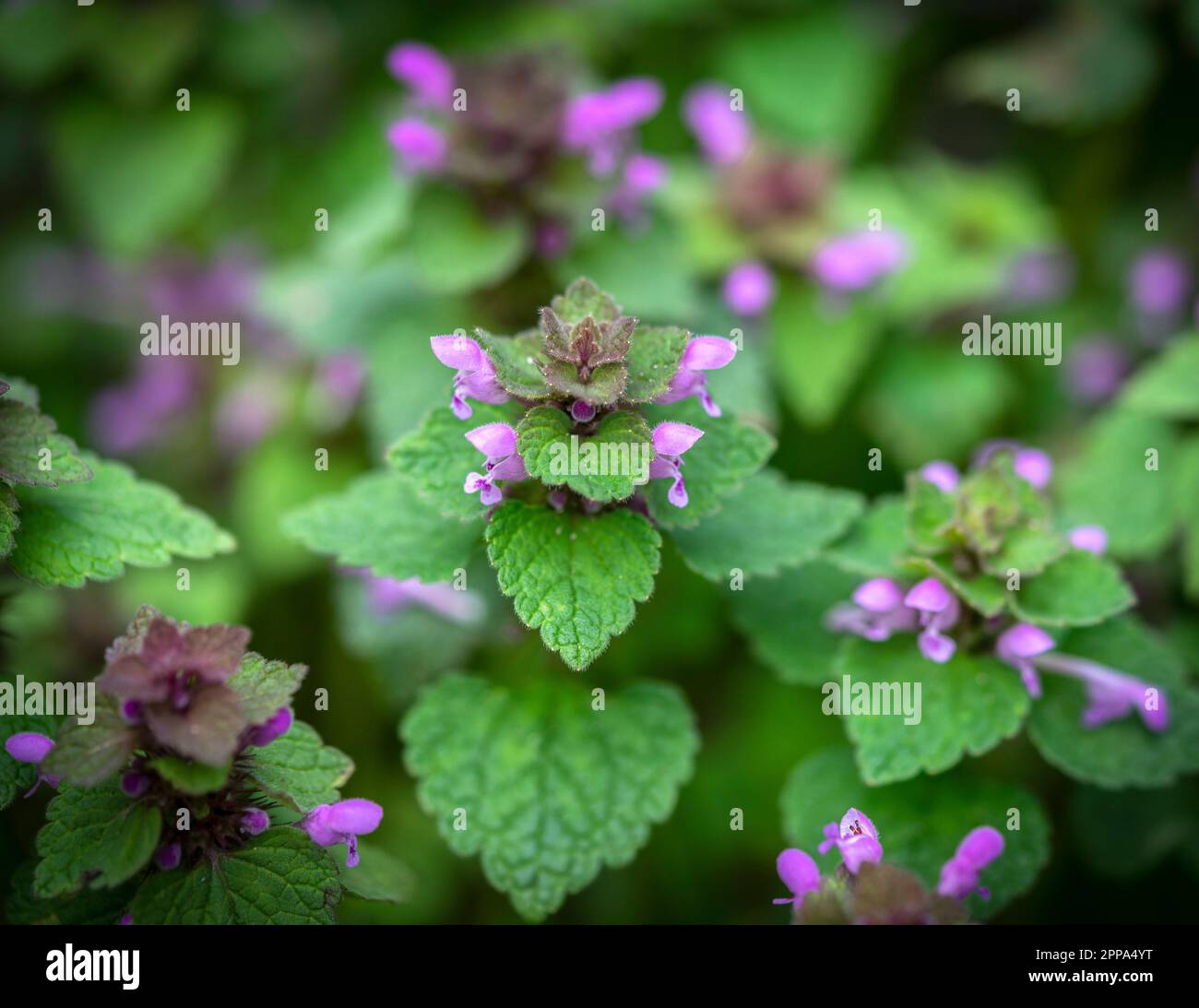 Close up of a Lamium purpureum plant in bloom - purple deadnettle, a ...