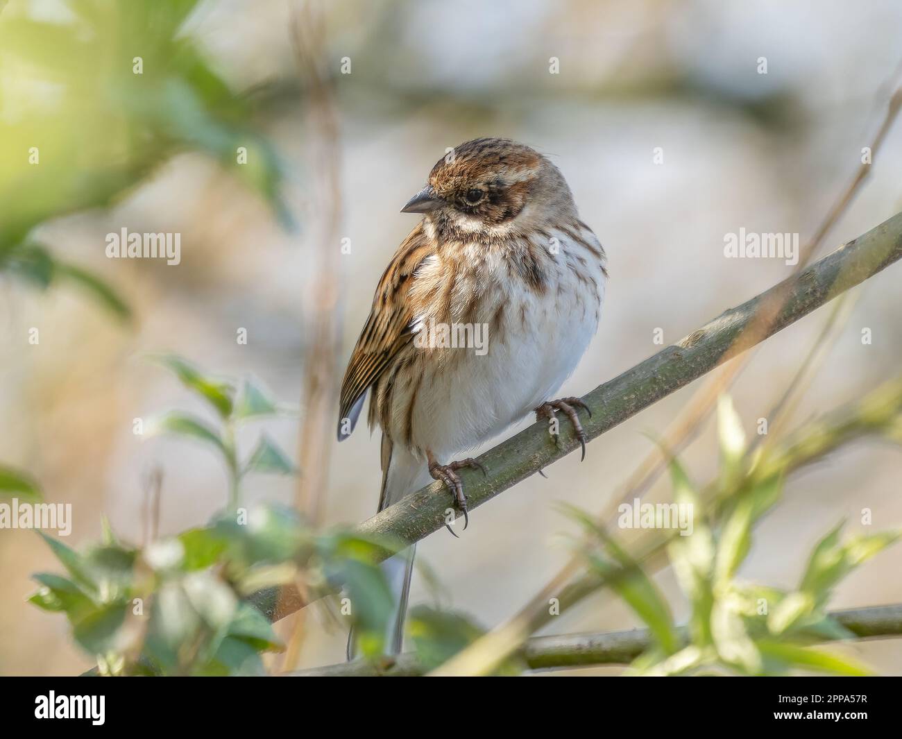 British bunting hi-res stock photography and images - Alamy