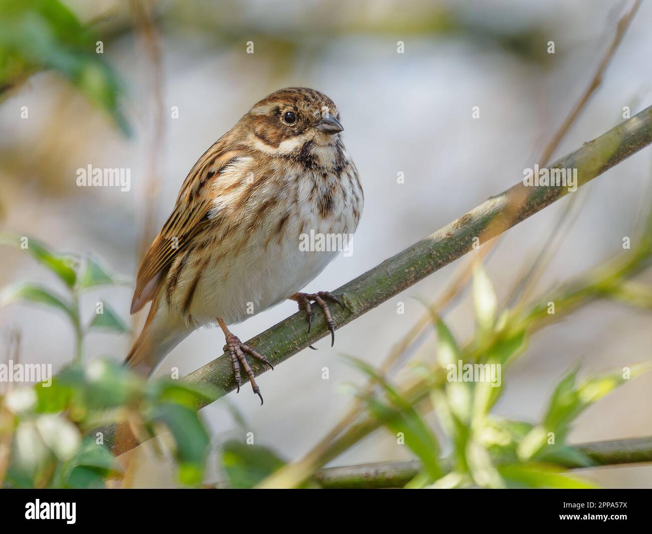 Portrait of a Reed Bunting sitting on a branch of a tree Stock Photo ...