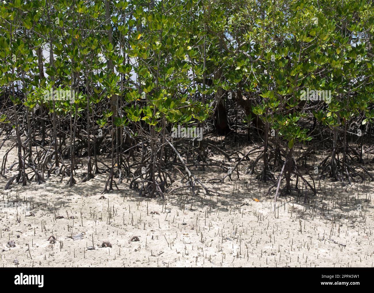 View of mangrove growing close to the sea in Seychelles Stock Photo - Alamy