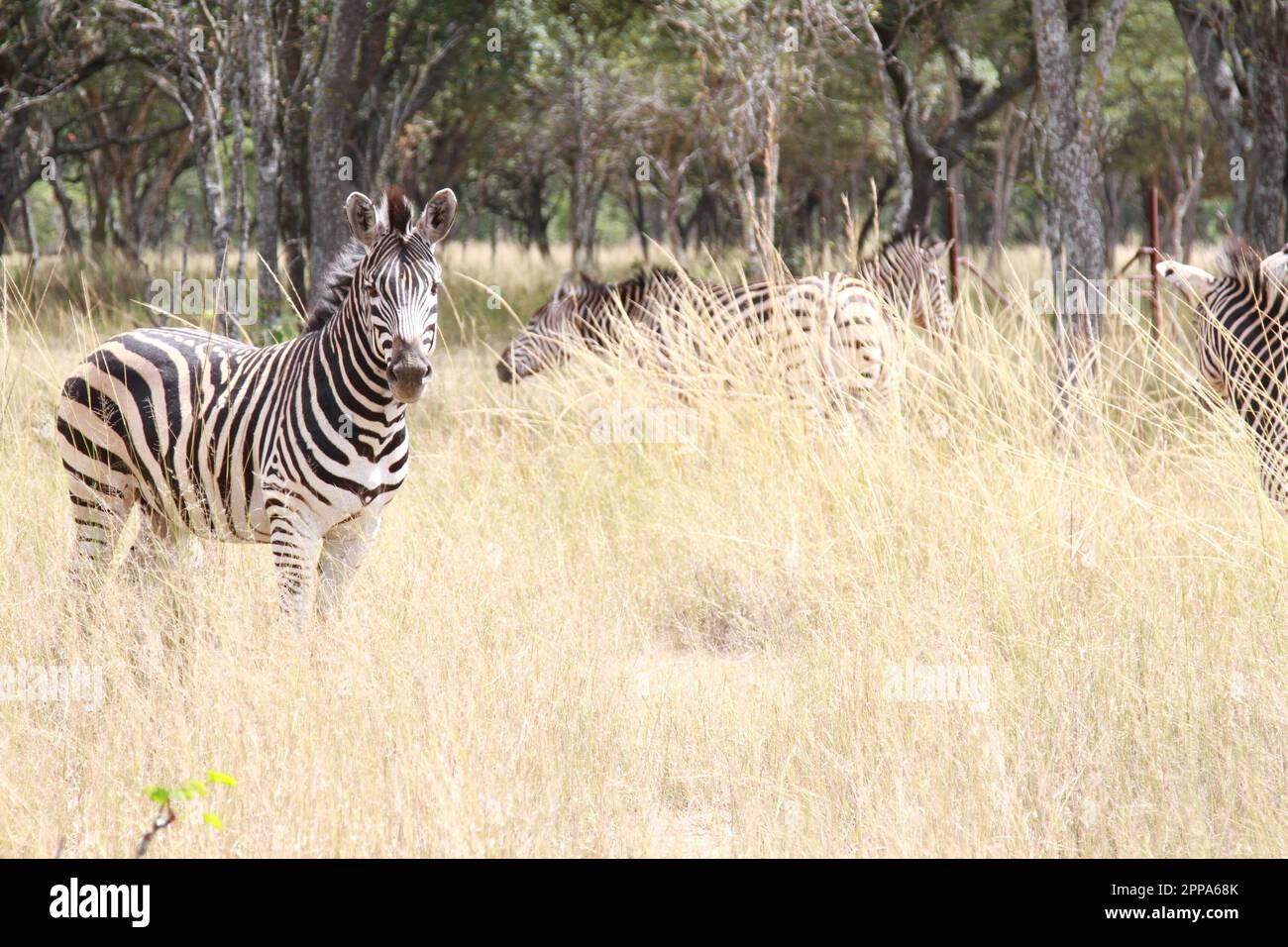 (230423) -- HARARE, April 23, 2023 (Xinhua) -- Zebras are pictured at ...