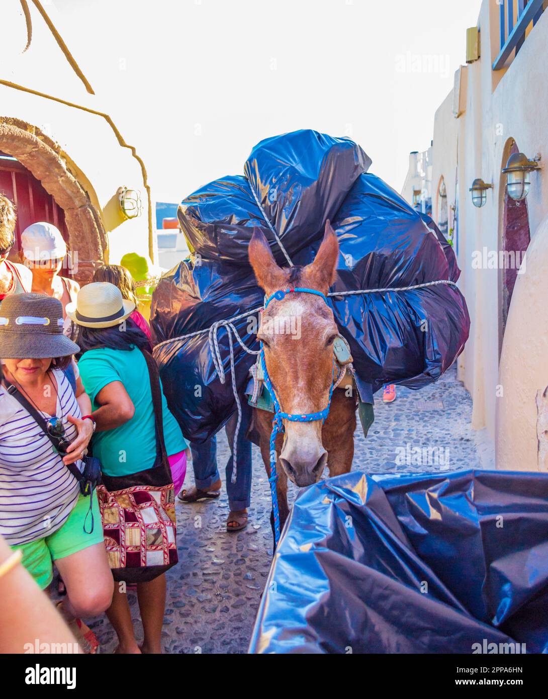 Spectacular view from Santorini-donkeys -traditional working animal ...