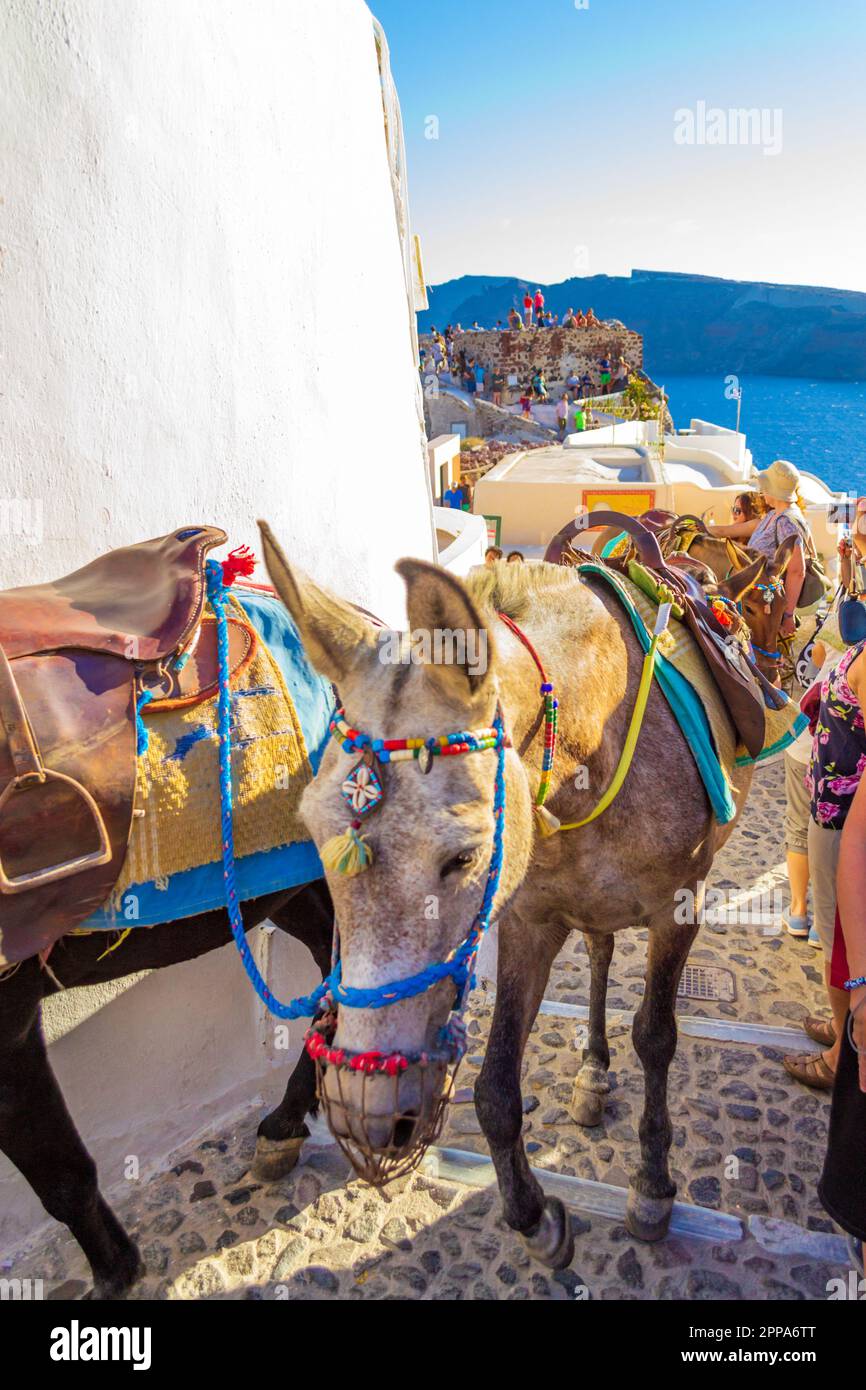 Spectacular view from Santorini-donkeys -traditional working animal ...
