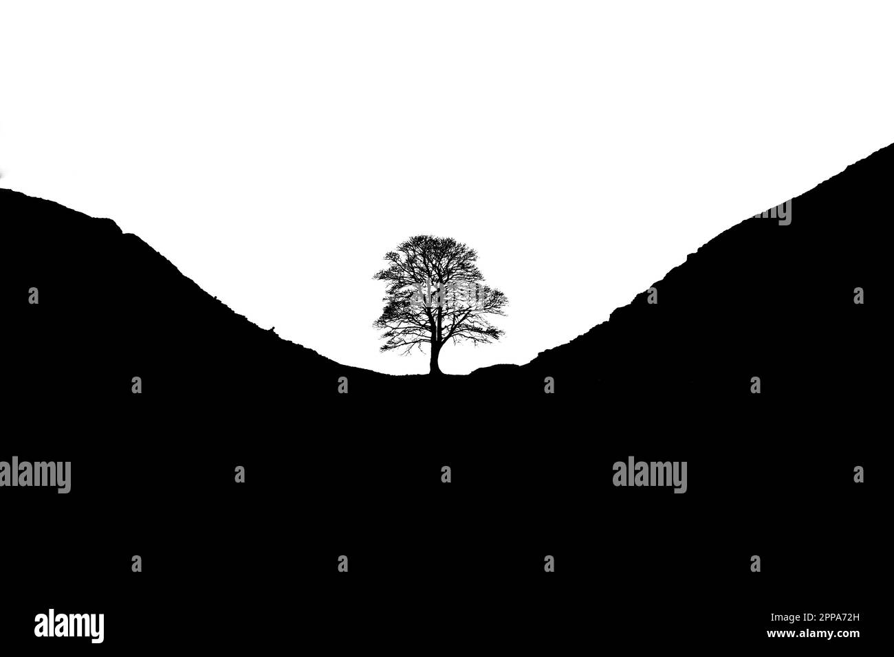 Sycamore tree with white background hi-res stock photography and images ...