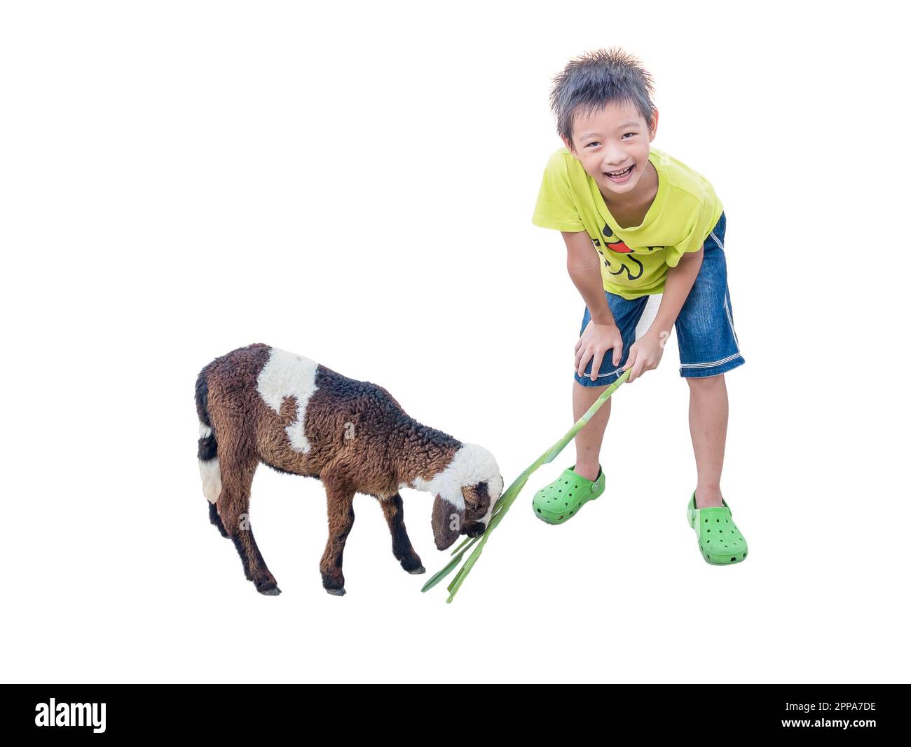 Farmer with flock of sheep Cut Out Stock Images & Pictures - Alamy