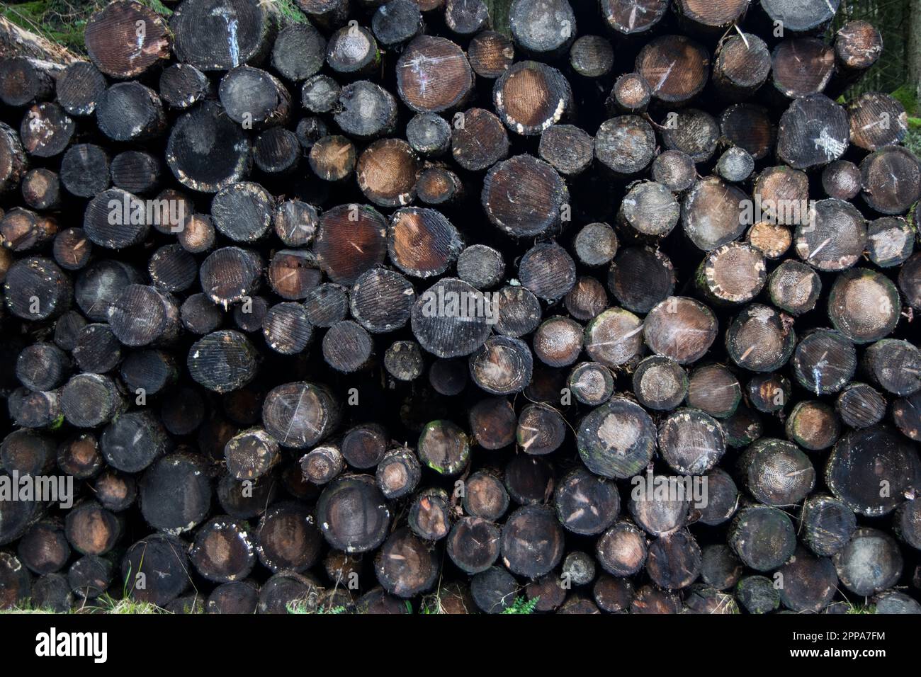 Group felled pine trees hi-res stock photography and images - Alamy