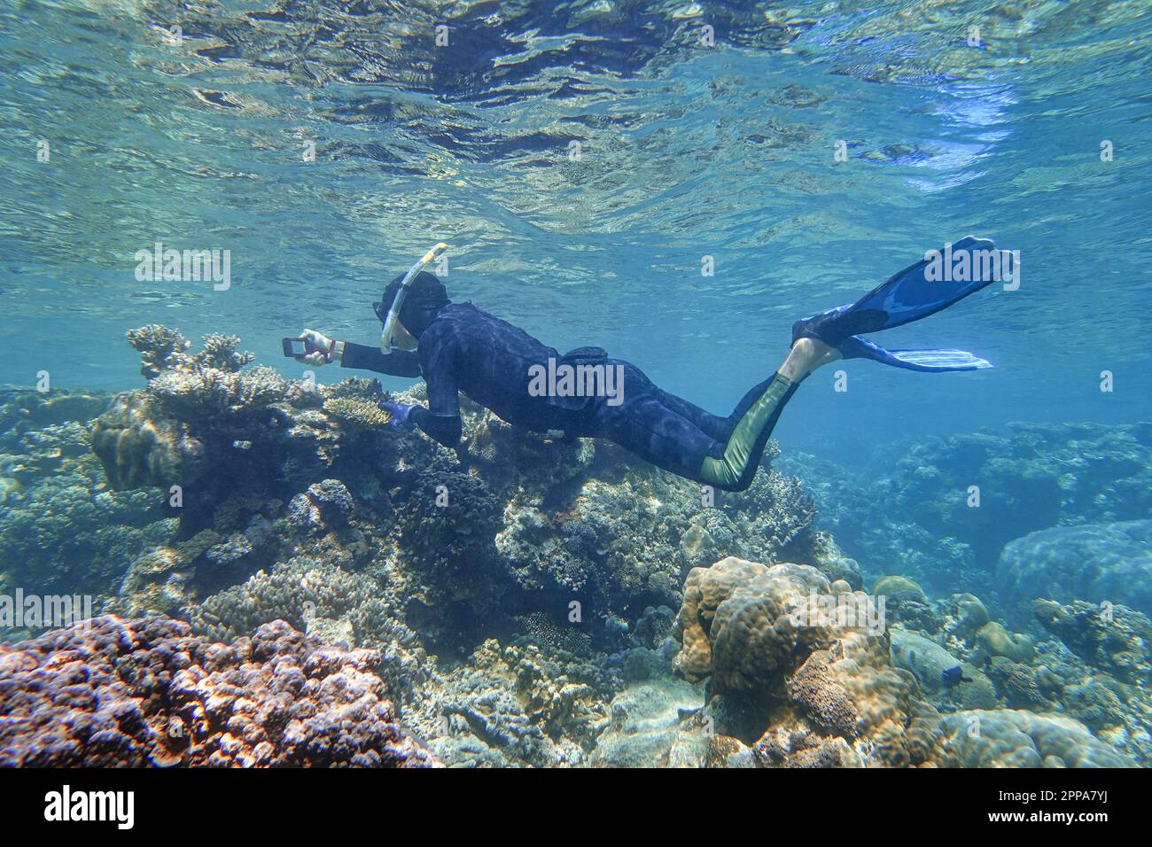 Indonesia Anambas Islands - Man snorkeling in coral reef Stock Photo ...