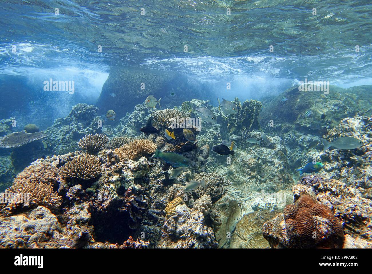 Indonesia Anambas Islands - Colorful coral reef with tropical fish ...