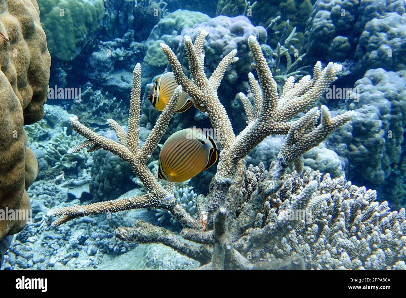 Indonesia Anambas Islands - Colorful coral reef with tropical fish ...