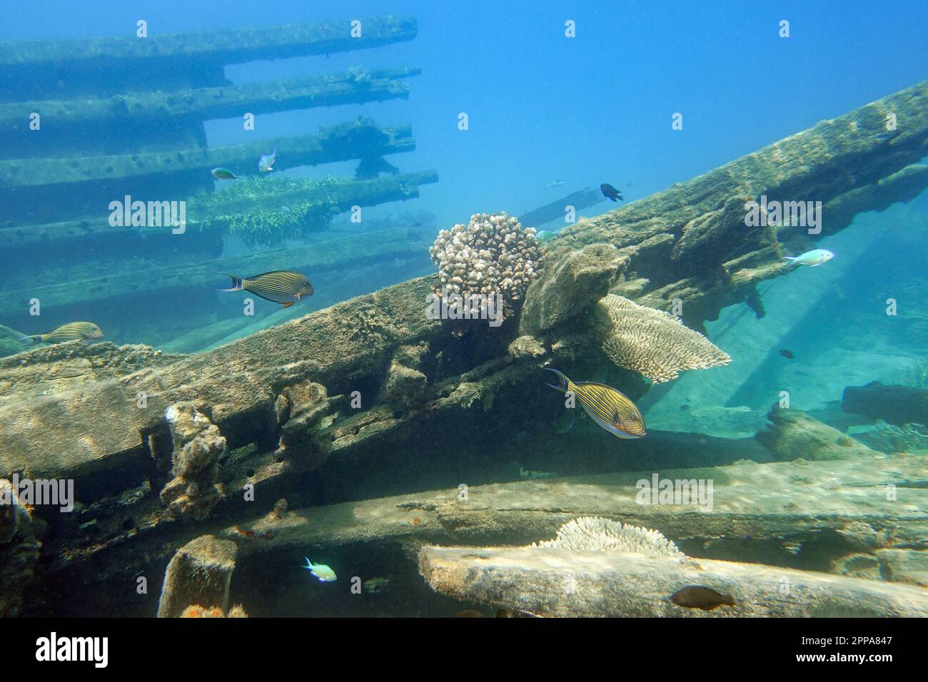 Indonesia Anambas Islands - Shipwreck marine life environment Stock ...