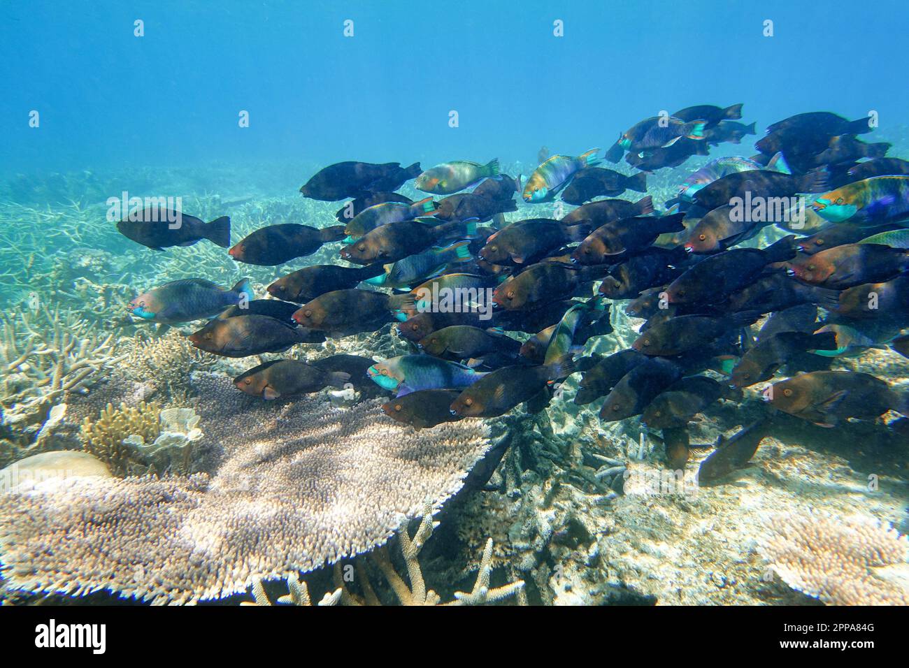 Indonesia Anambas Islands - Colorful coral reef with tropical fish ...