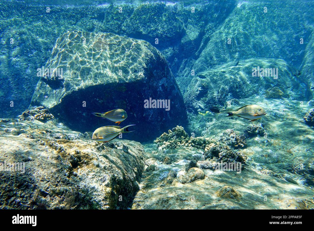 Indonesia Anambas Islands - Rocks with tropical fish Stock Photo - Alamy