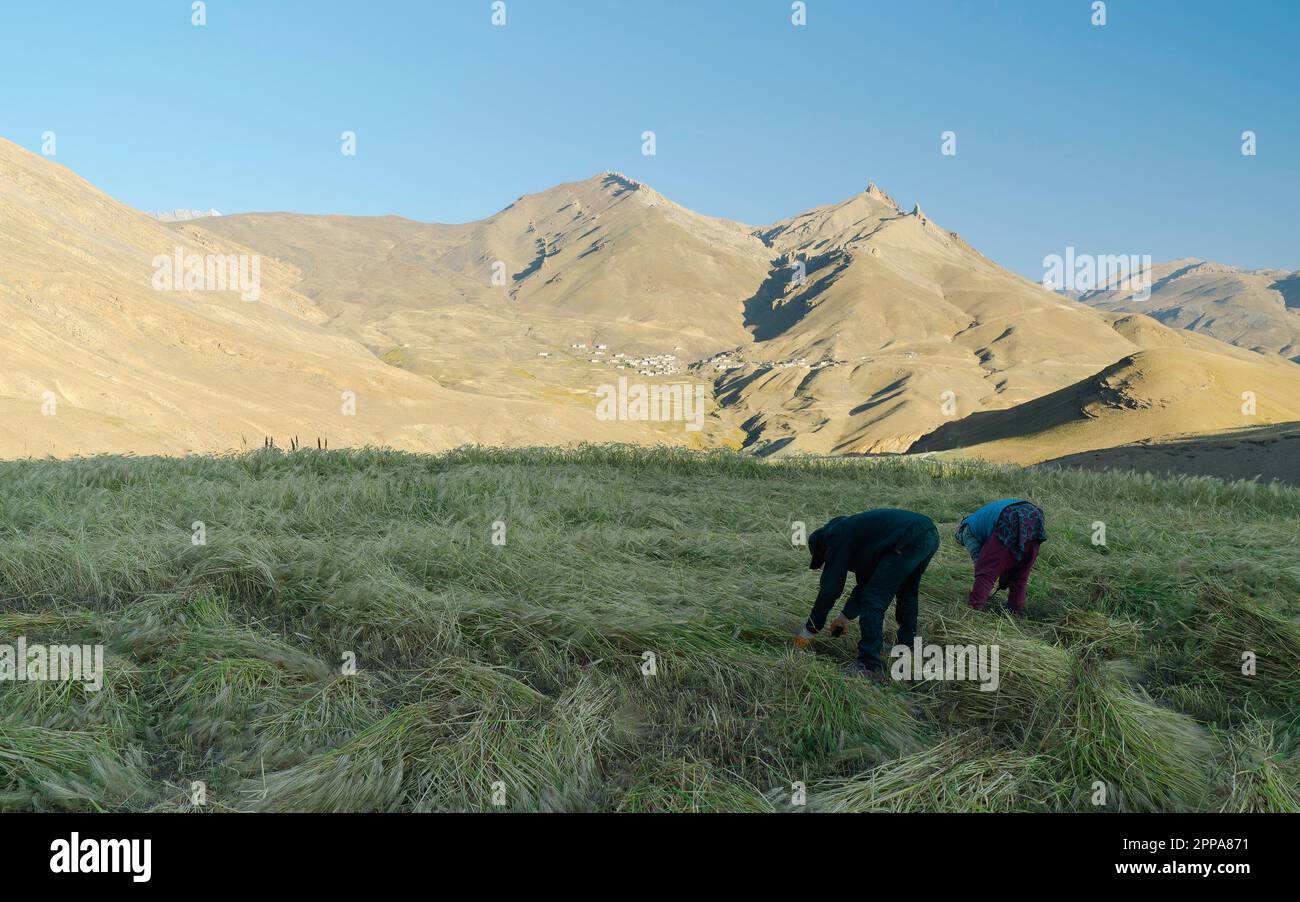 Spiti valley with wheat field being harvested and Himalayas with ...
