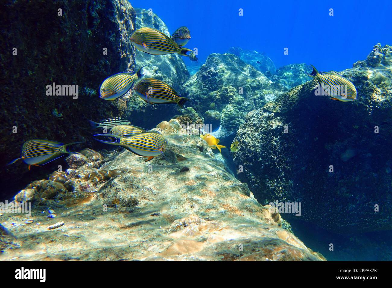 Indonesia Anambas Islands - Rocks with tropical fish Stock Photo - Alamy