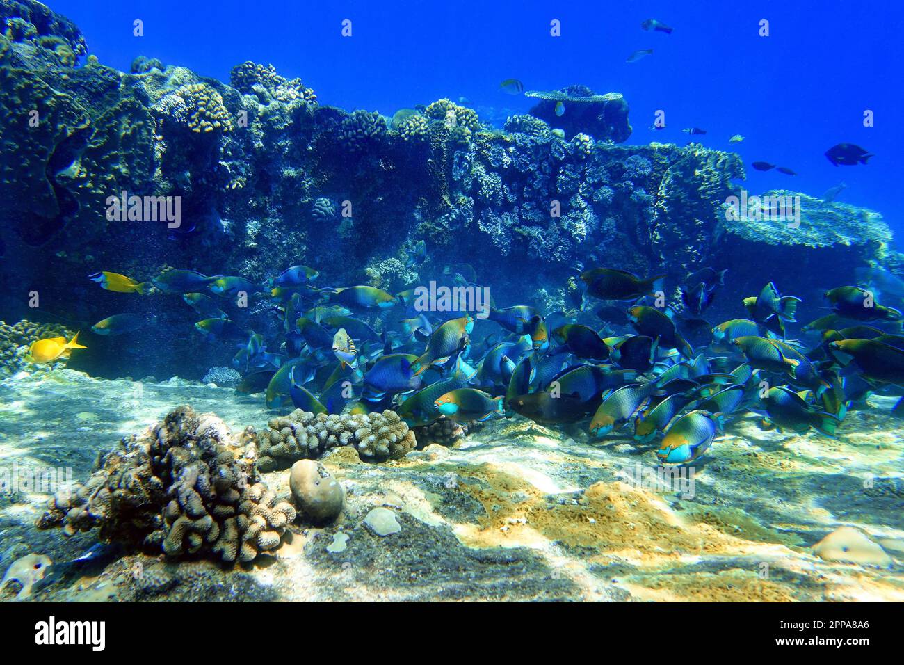 Indonesia Anambas Islands - Rocks with tropical fish Stock Photo - Alamy