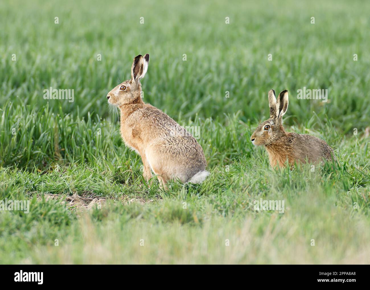 Sitting hares hi-res stock photography and images - Alamy