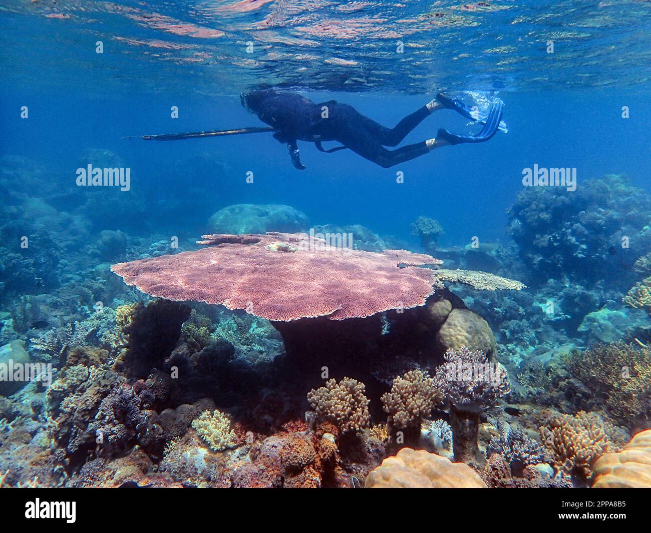 Indonesia Anambas Islands - Men spearfishing in coral reef Stock Photo ...