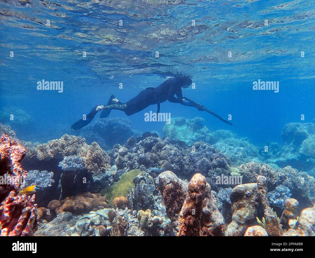 Indonesia Anambas Islands - Men spearfishing in coral reef Stock Photo ...