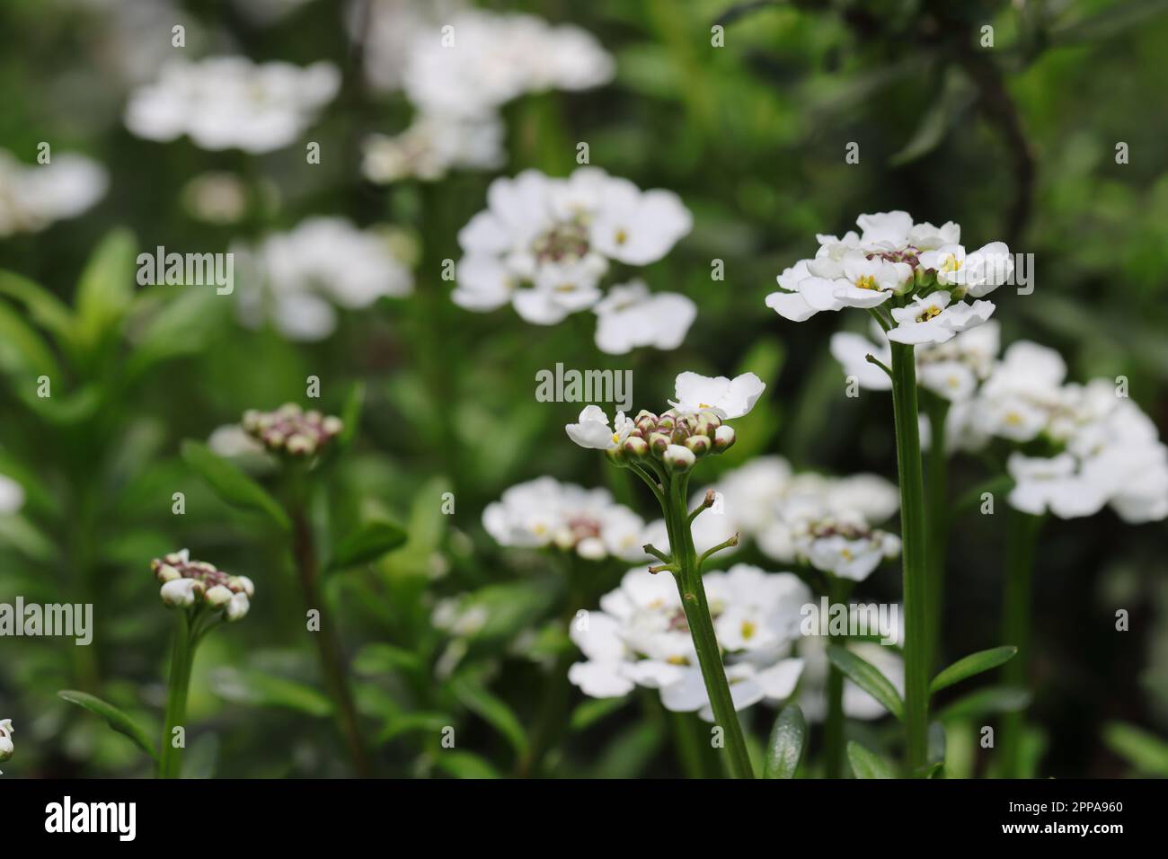 Iberis candytuft rock garden hi-res stock photography and images - Alamy