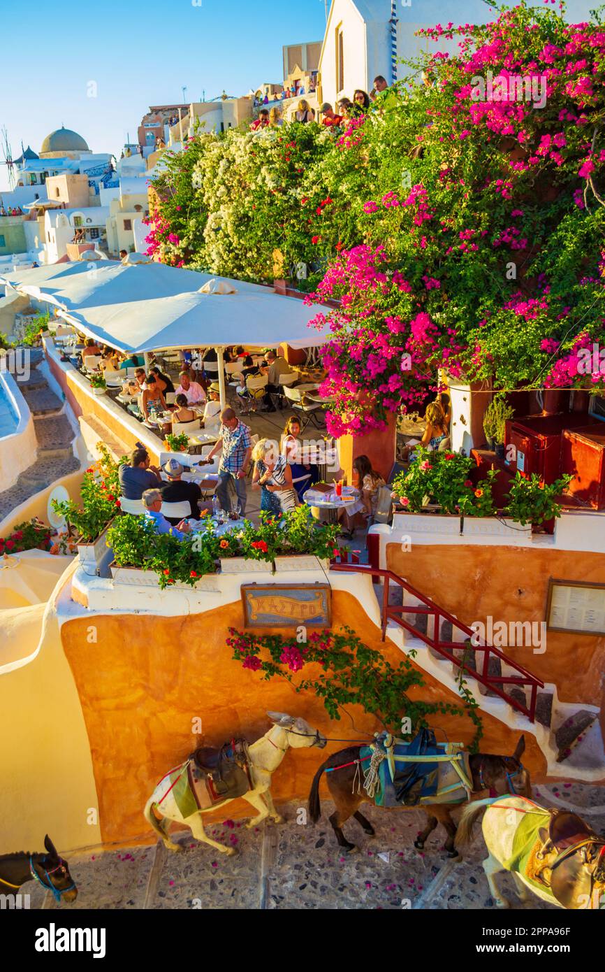 Spectacular view from Santorini-donkeys -traditional working animal ...