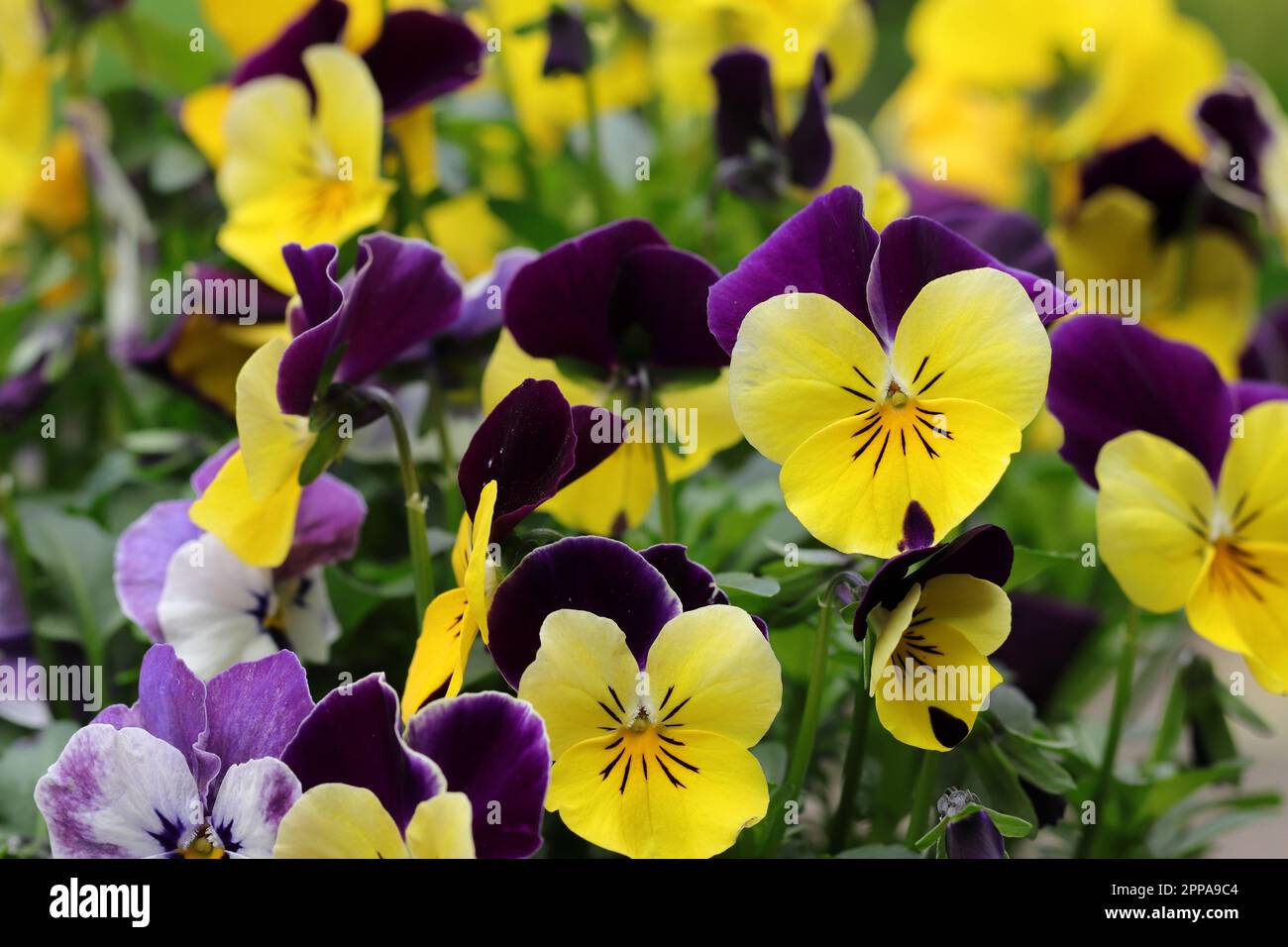 Beautiful purple pansies in hi-res stock photography and images - Alamy
