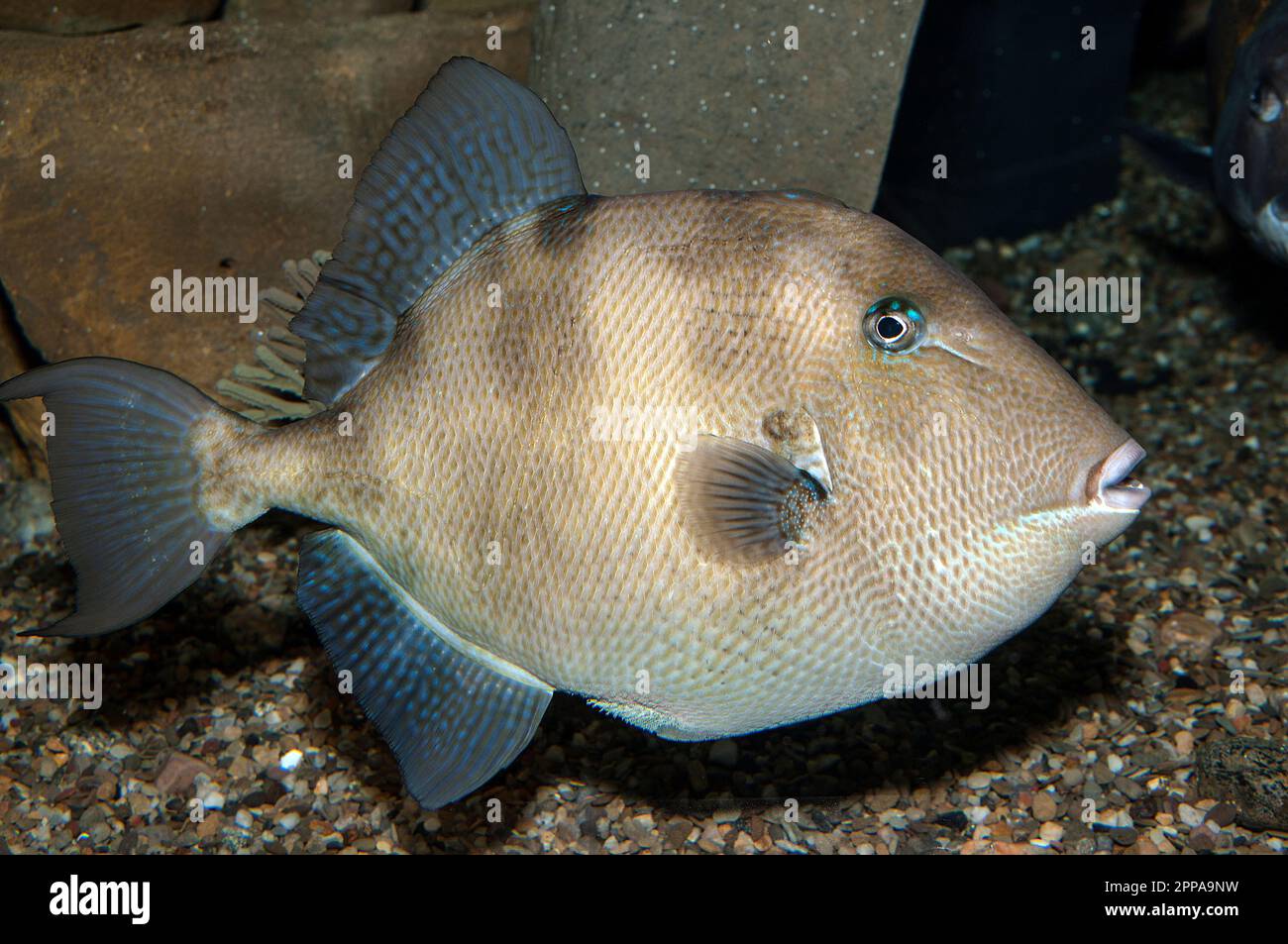 Gray triggerfish hi-res stock photography and images - Alamy