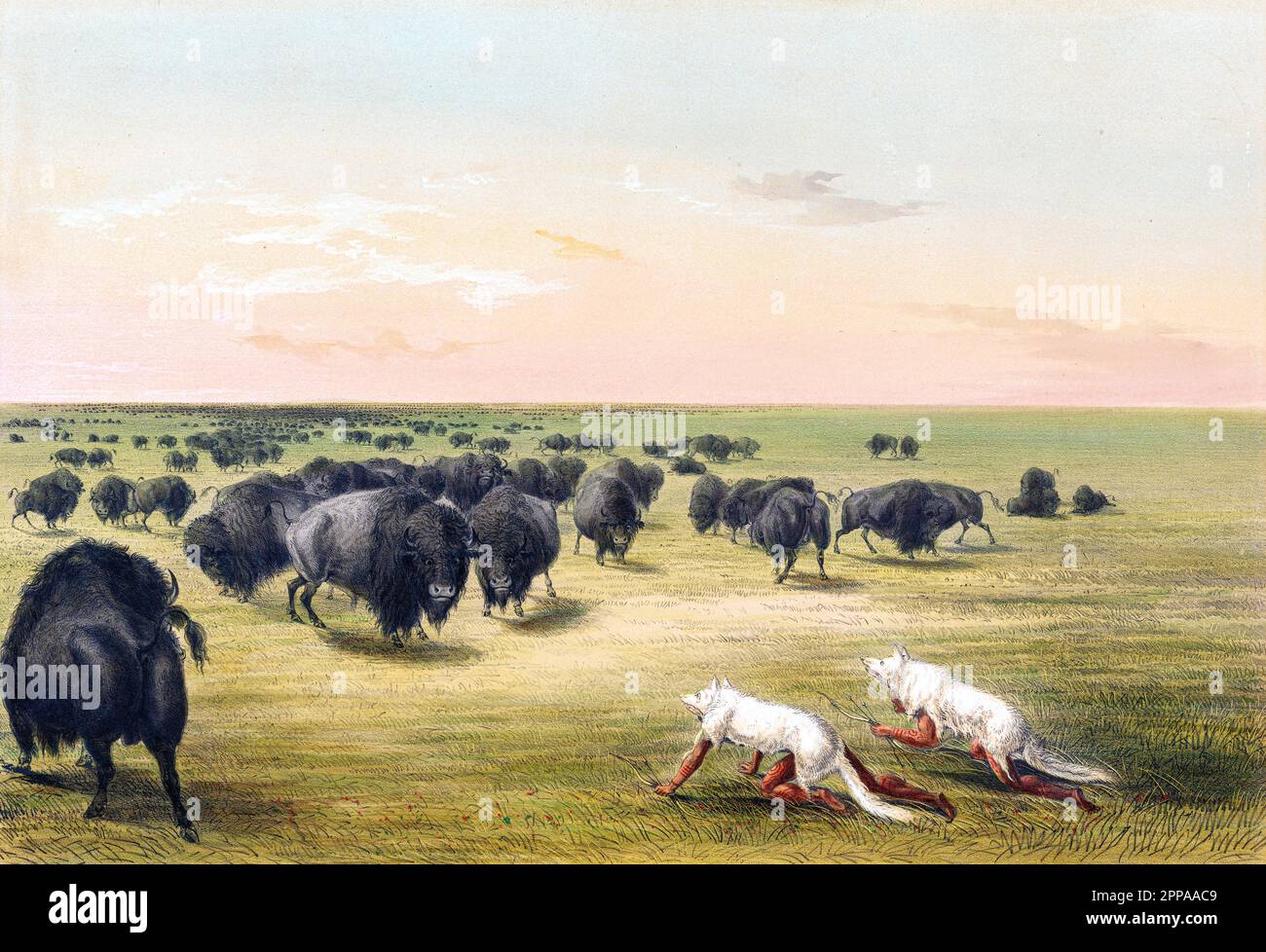 Buffalo Hunt, Under the White Wolf Skin. Original from the Minneapolis ...