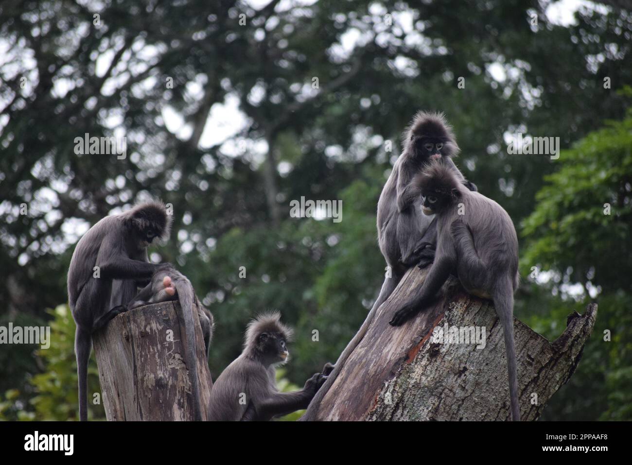 A group of monkeys are seen perched atop a tree stump in a lush jungle ...