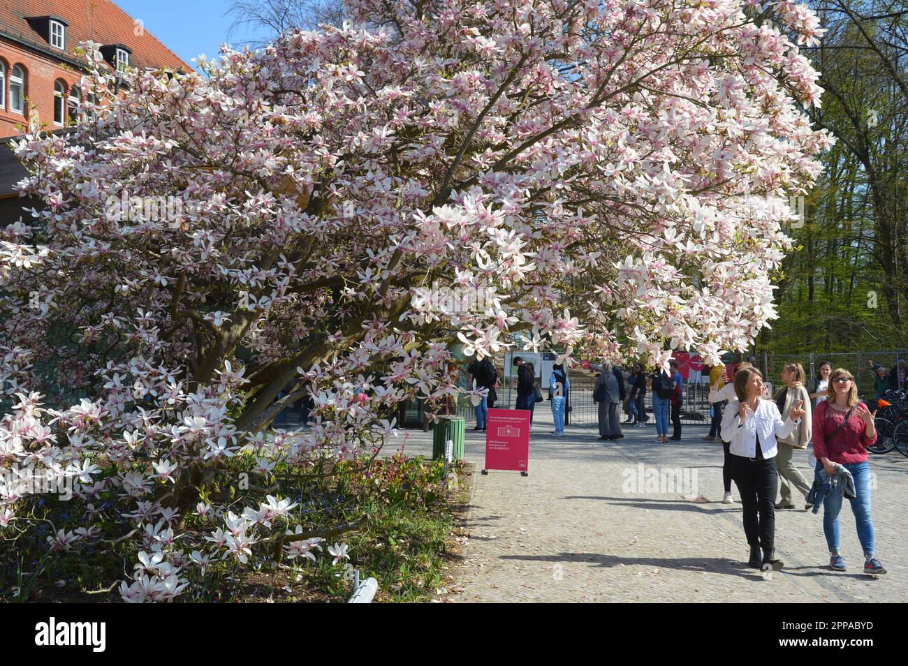 Berlin, Germany - April 22, 2023 - Cherry blossom tree at the entrance ...