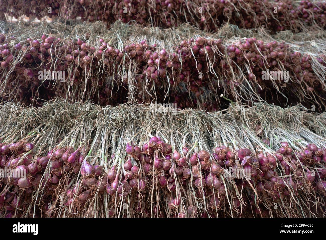 Red Onions displayed in local farmers' Warehouse Stock Photo - Alamy