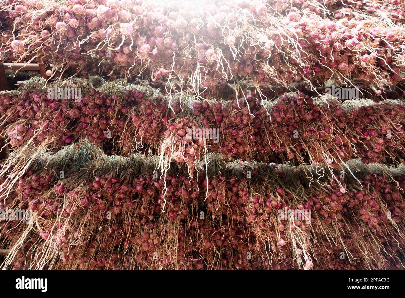 Red Onions displayed in local farmers' Warehouse Stock Photo - Alamy