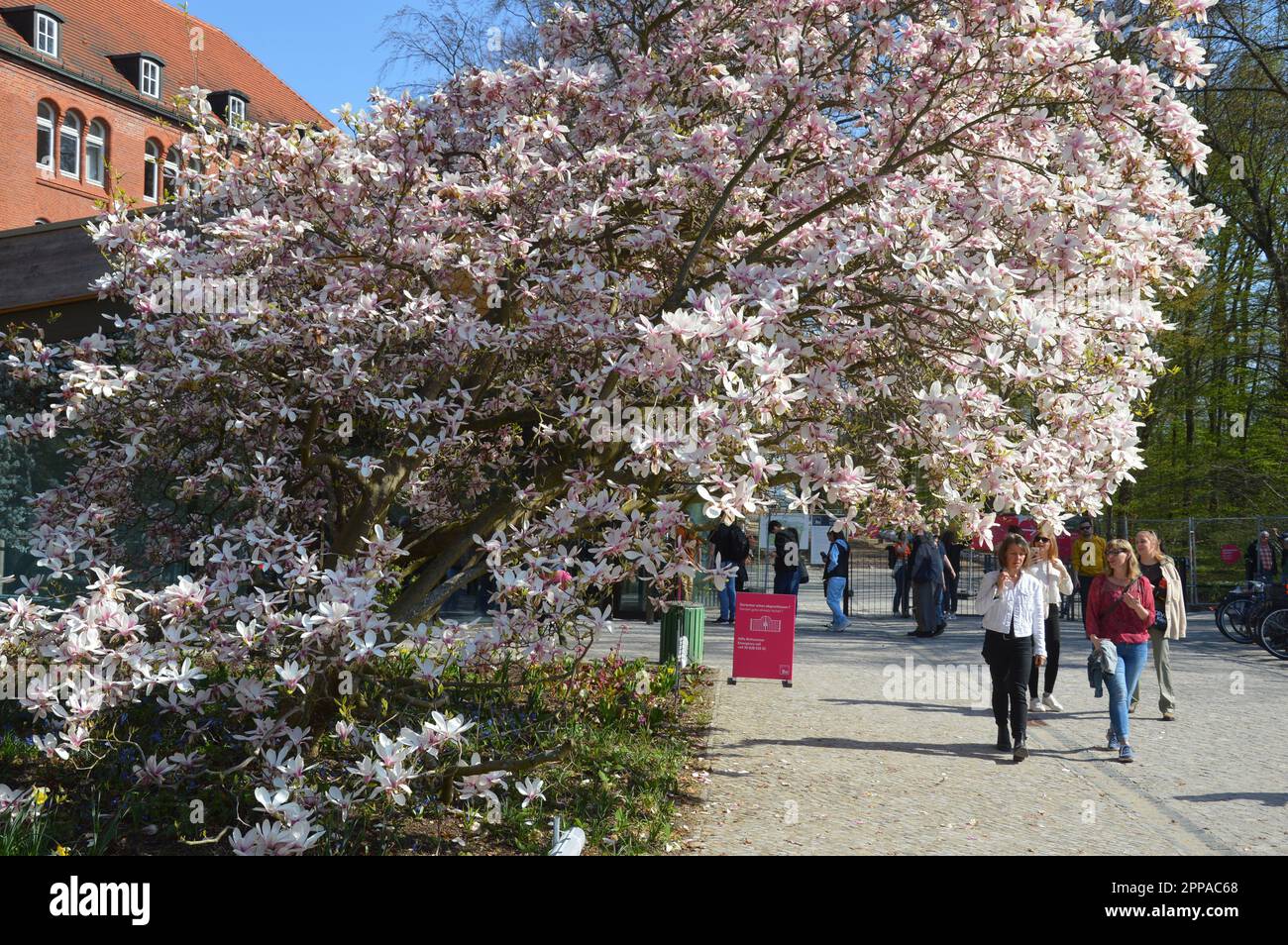 Berlin, Germany - April 22, 2023 - Cherry blossom tree at the entrance ...