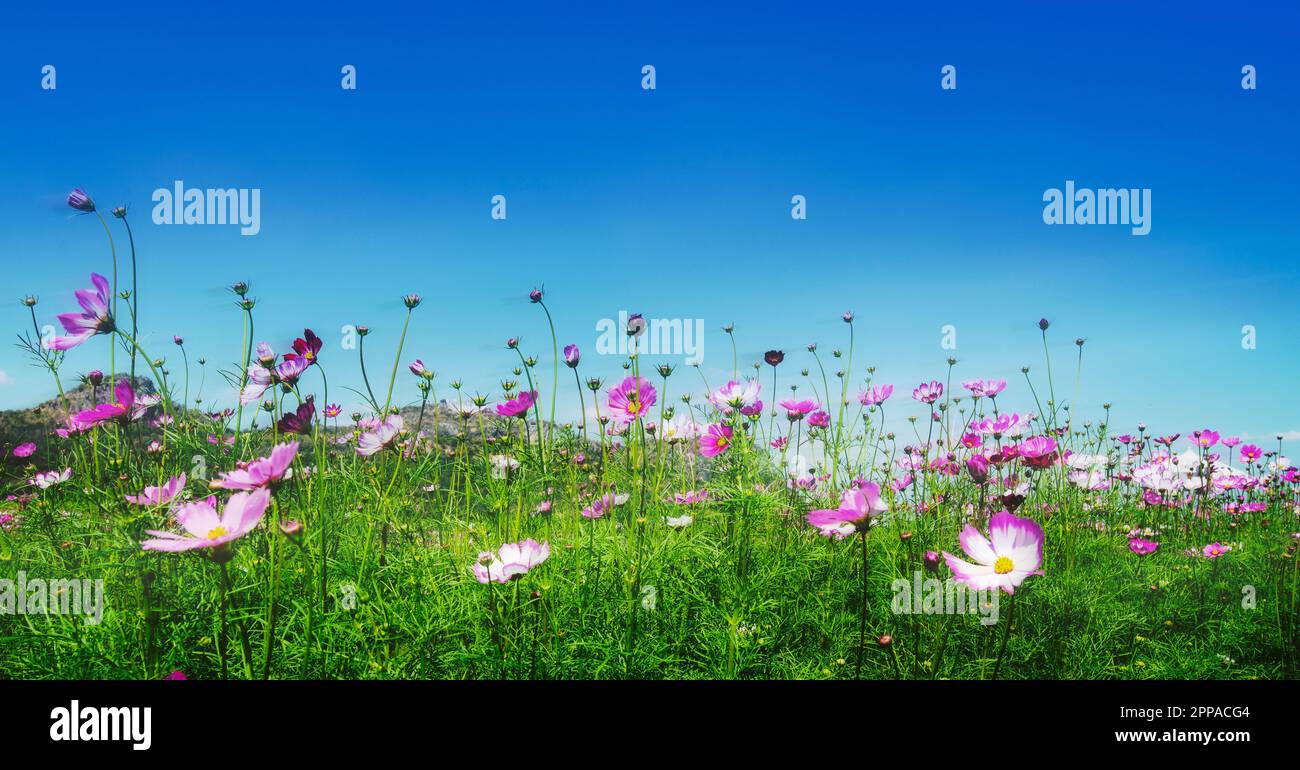 Cosmos field with clear blue sky in the wind blowing for natural ...