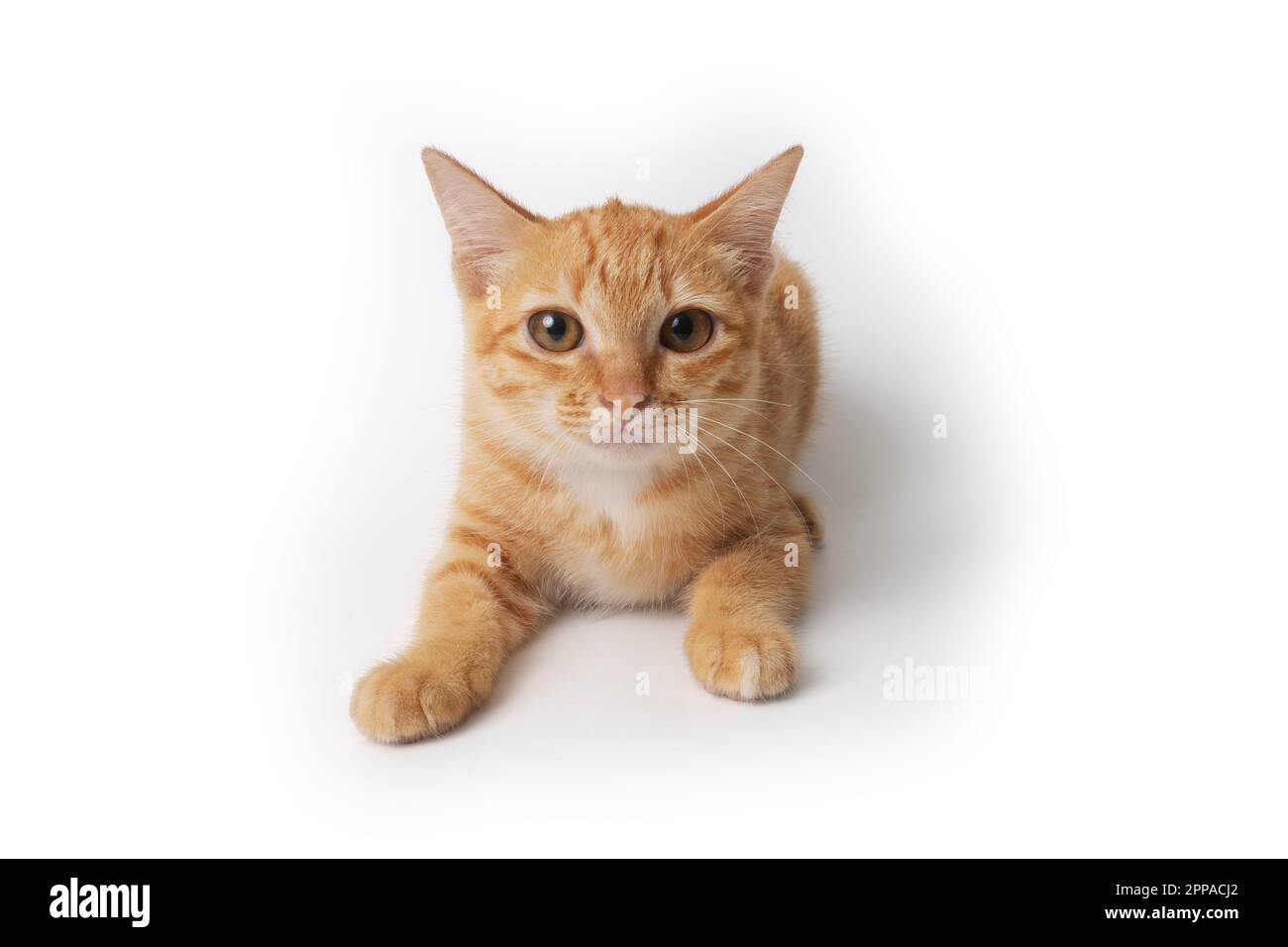Isolated photo of little cat crouched on the floor Stock Photo - Alamy