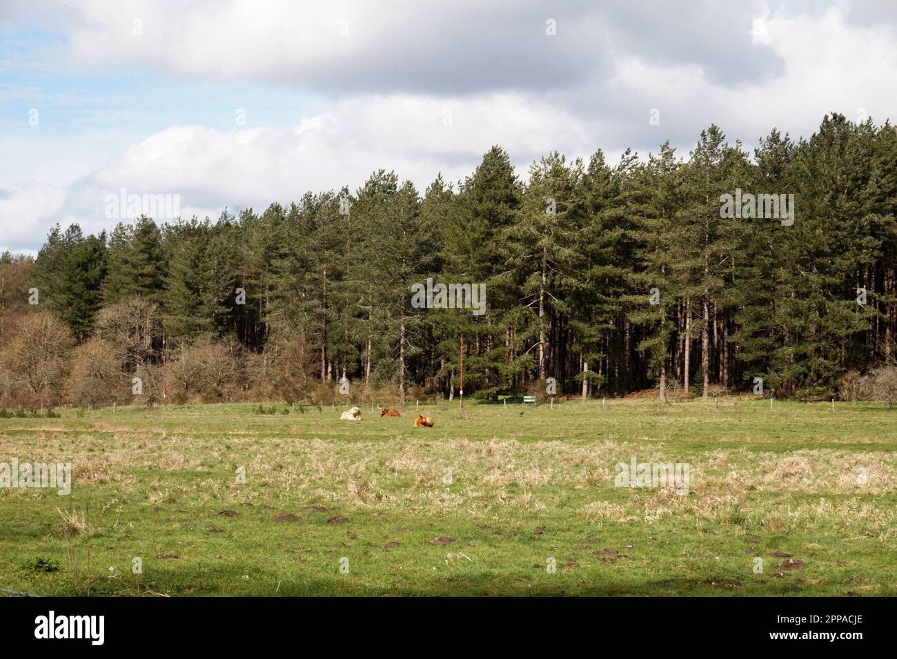 Highland cattle near some trees, Santon Downham, Suffolk, England Stock ...