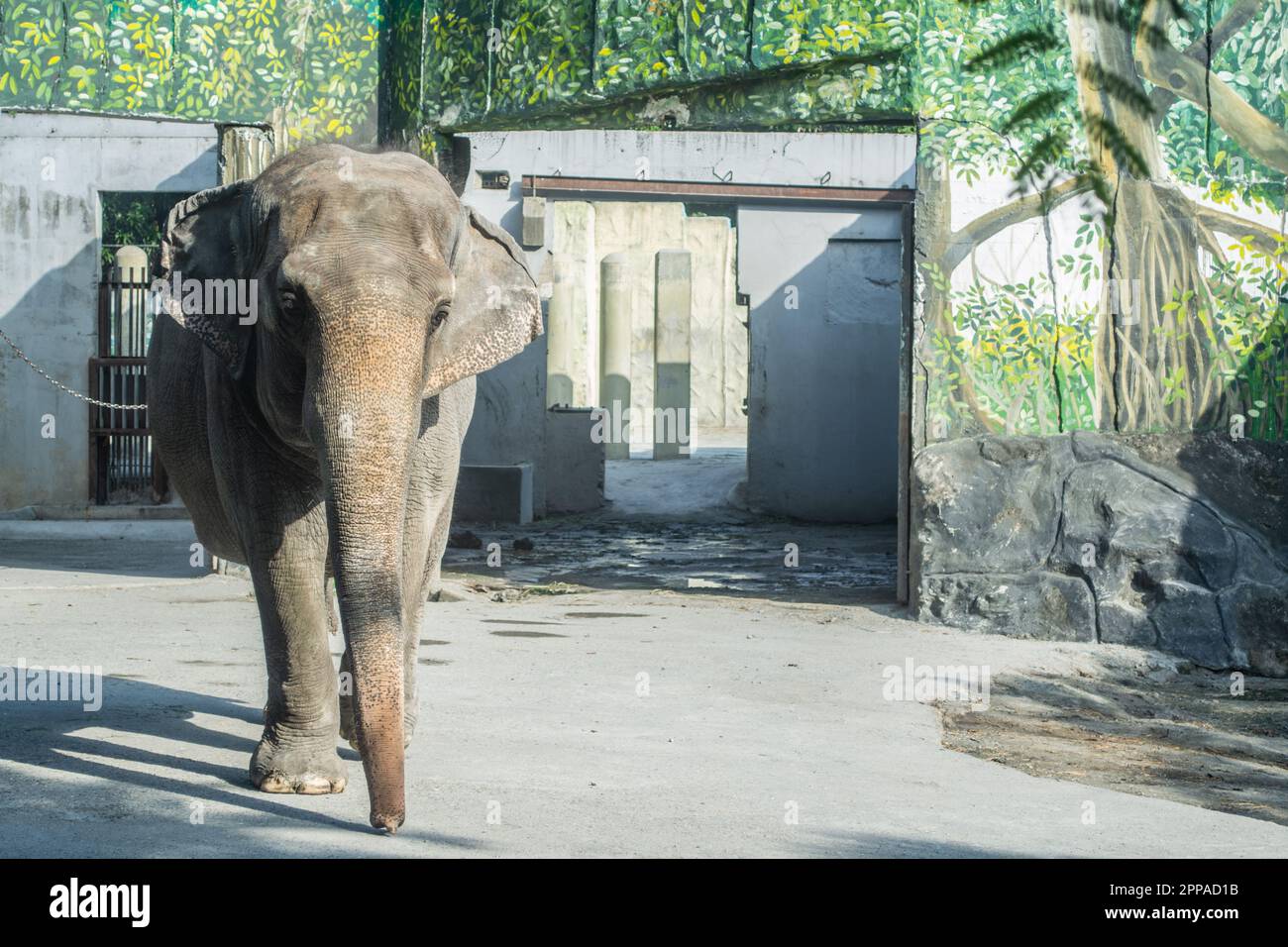 Mali is the sole elephant attraction at the Manila Zoo in the ...