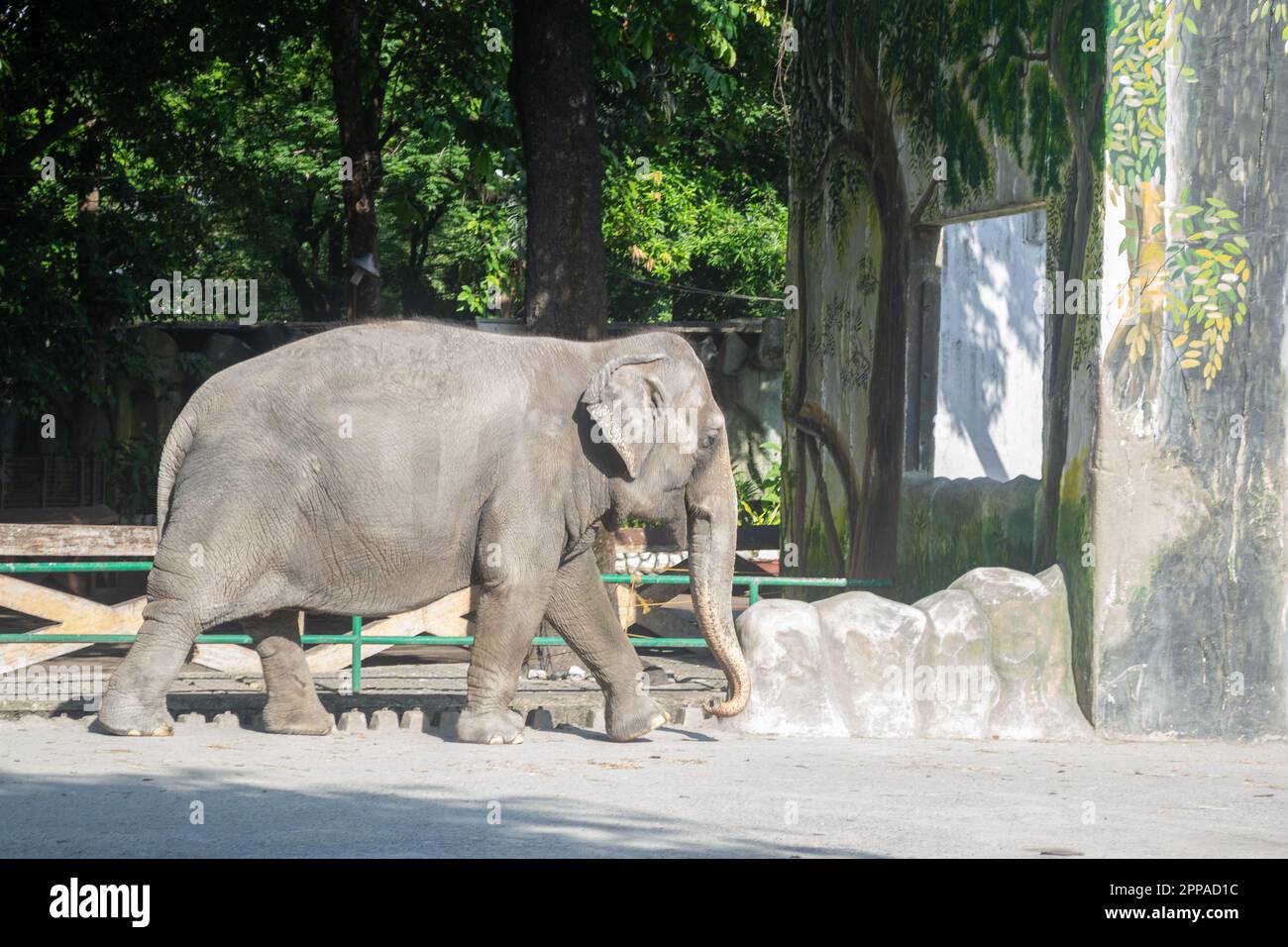 Mali is the sole elephant attraction at the Manila Zoo in the ...