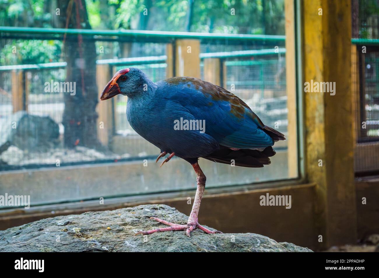 Porphyrio Porphyria, Philippine Swamphen Stock Photo - Alamy