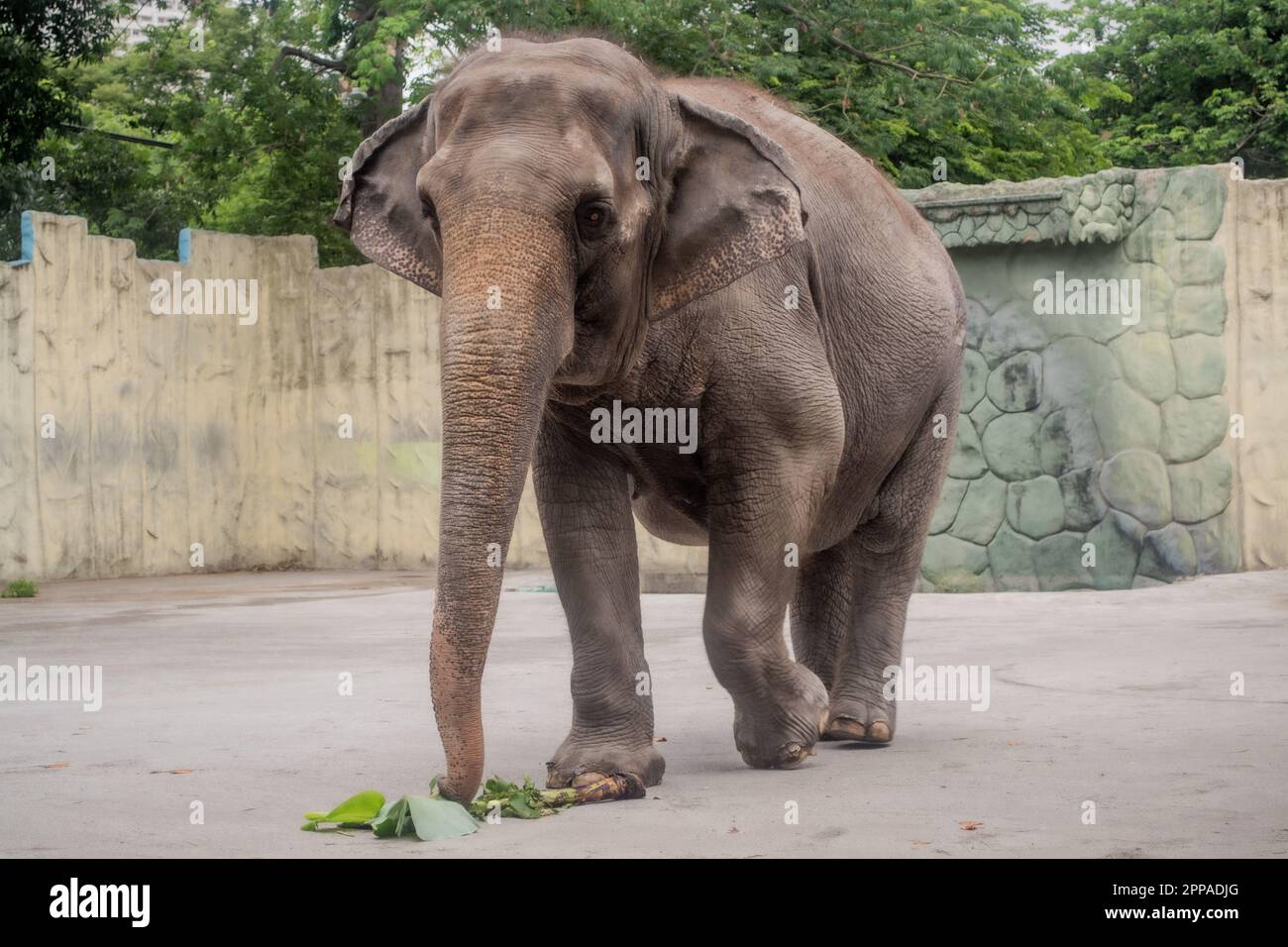 Mali is the sole elephant attraction at the Manila Zoo in the ...