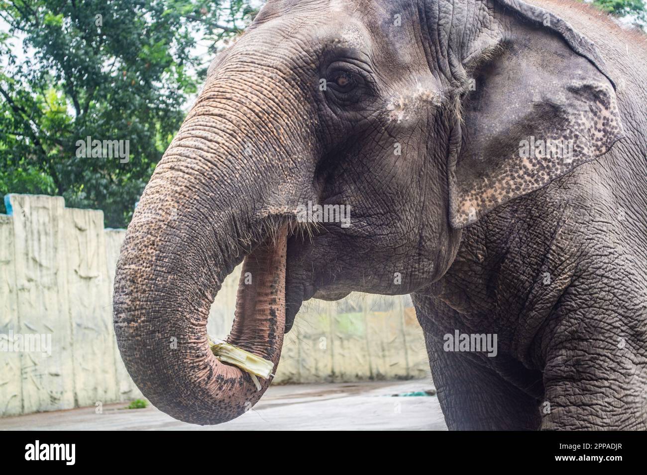 Mali is the sole elephant attraction at the Manila Zoo in the ...