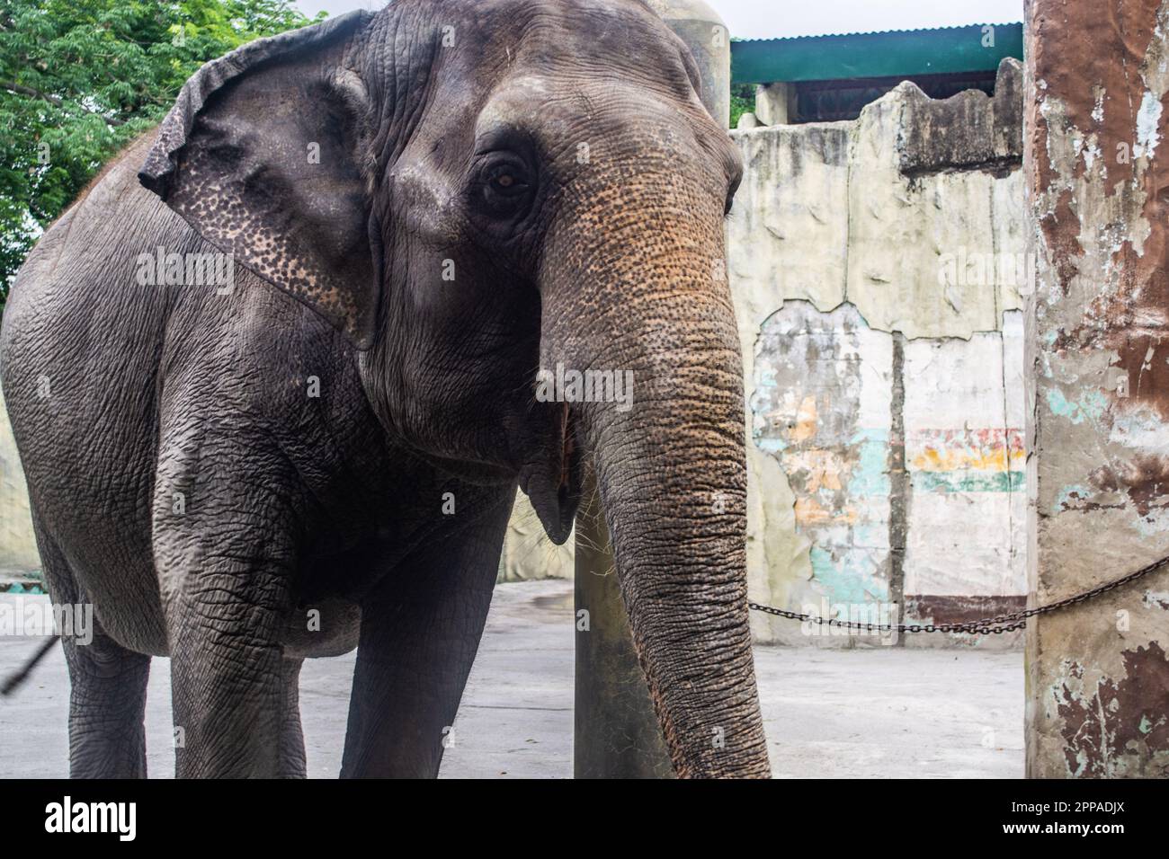 Mali is the sole elephant attraction at the Manila Zoo in the ...
