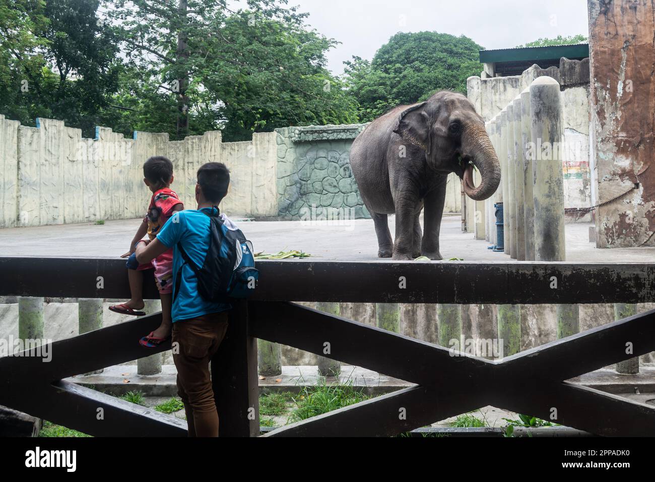 Mali is the sole elephant attraction at the Manila Zoo in the ...