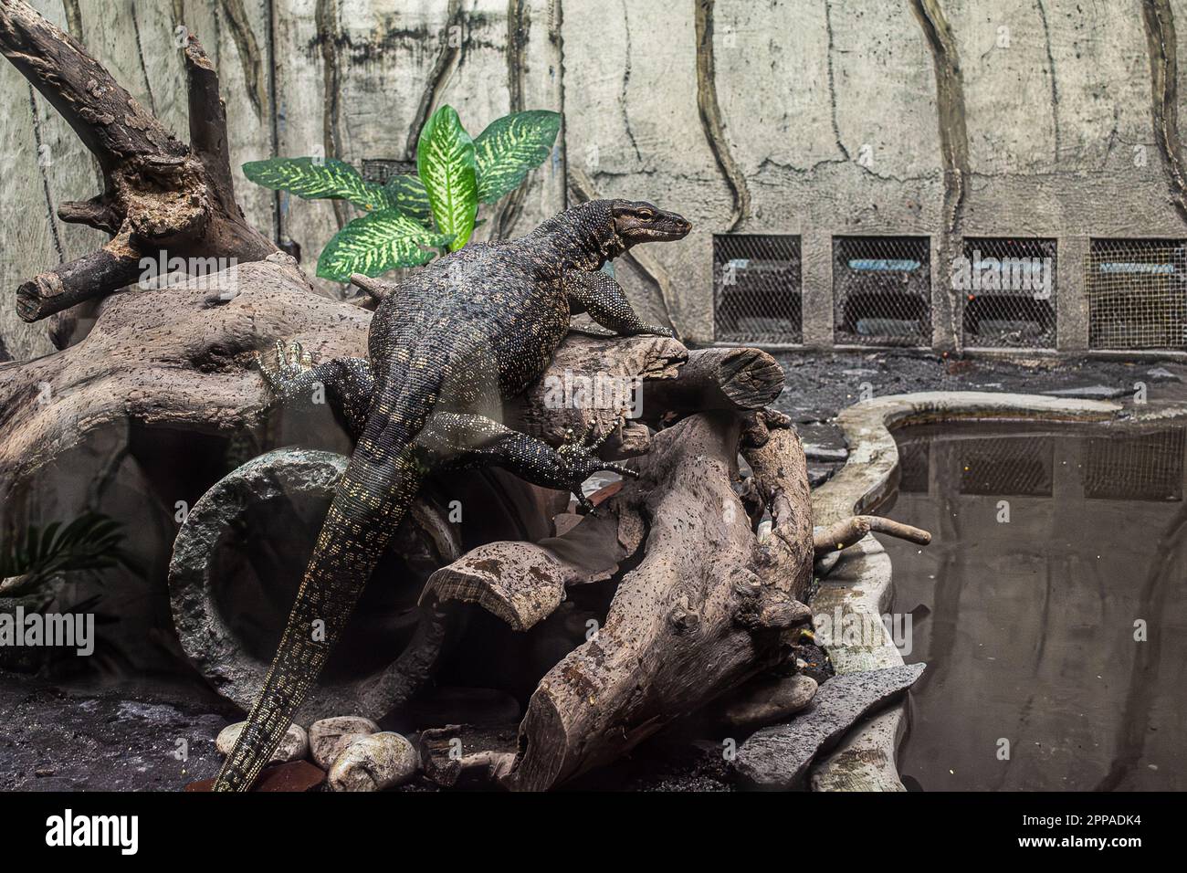 Large komodo dragon hi-res stock photography and images - Alamy