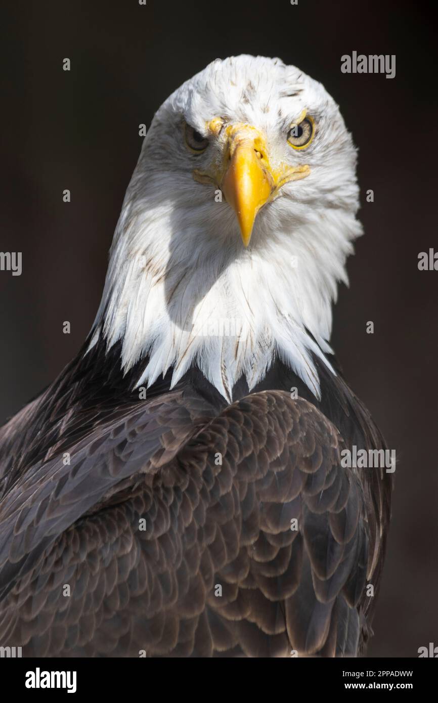 Bald eagle closeup Stock Photo - Alamy