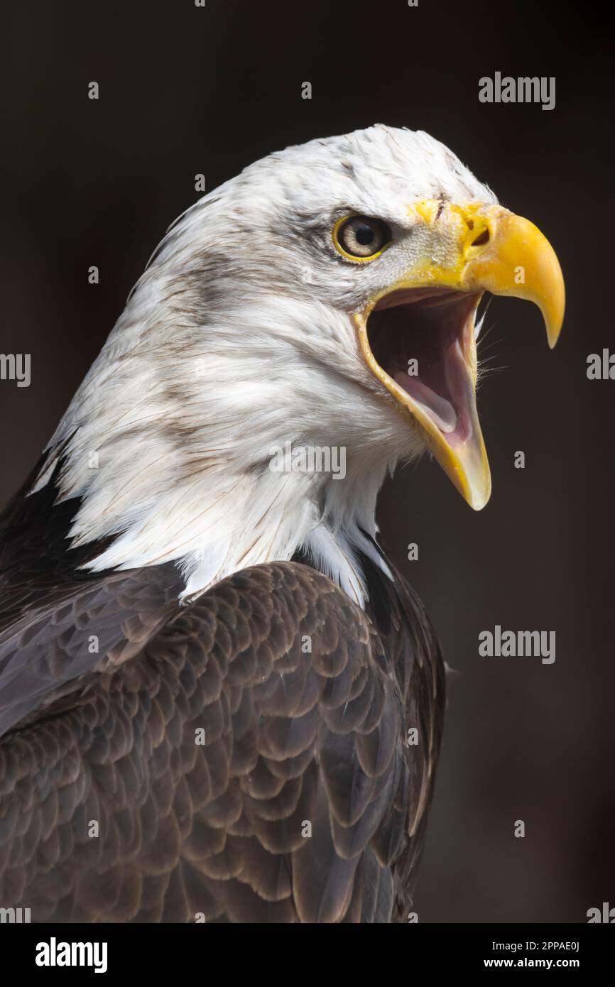 Closeup head american bald eagle hi-res stock photography and images - Alamy