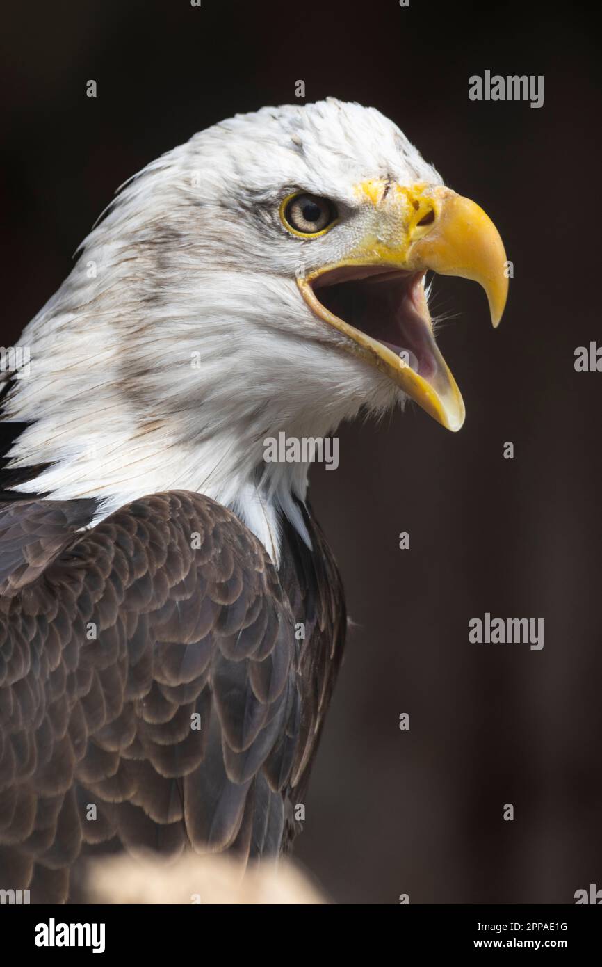 Closeup of bald eagle hi-res stock photography and images - Alamy
