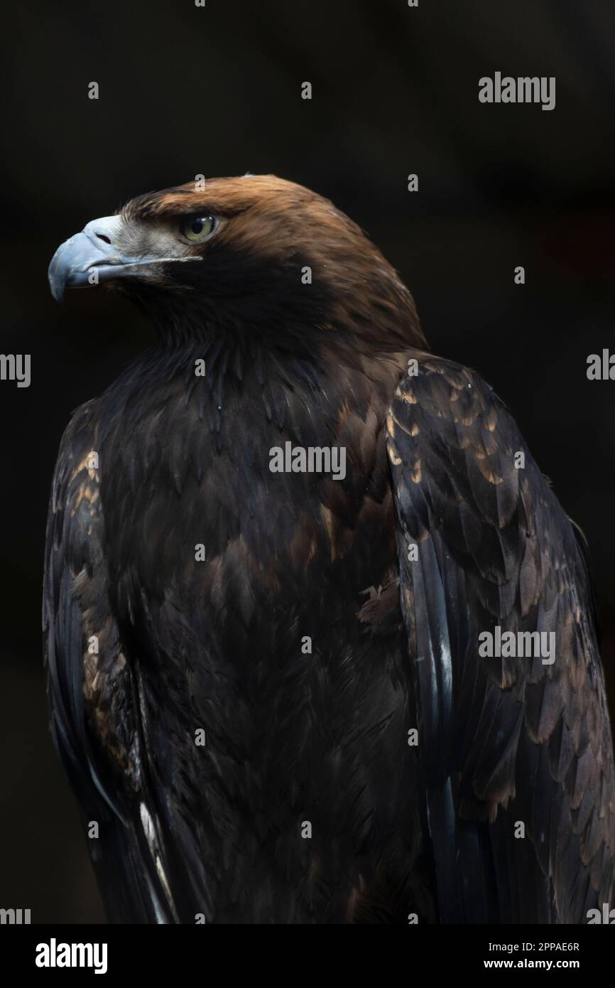 Golden eagle closeup Stock Photo - Alamy