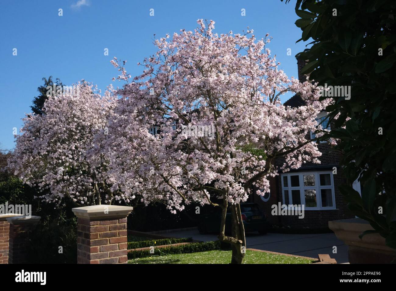 A pink blossoming tree basking in the warm, late spring sushine in a ...