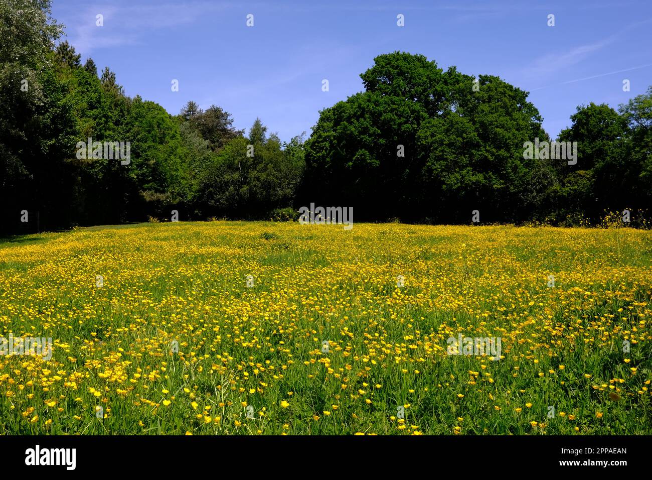 Meet the meadow in yellow hi-res stock photography and images - Alamy